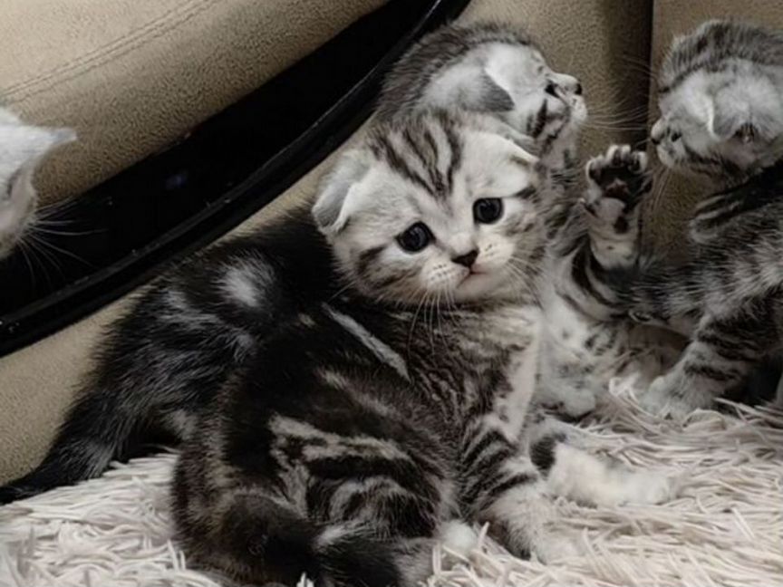 Шотландские котята