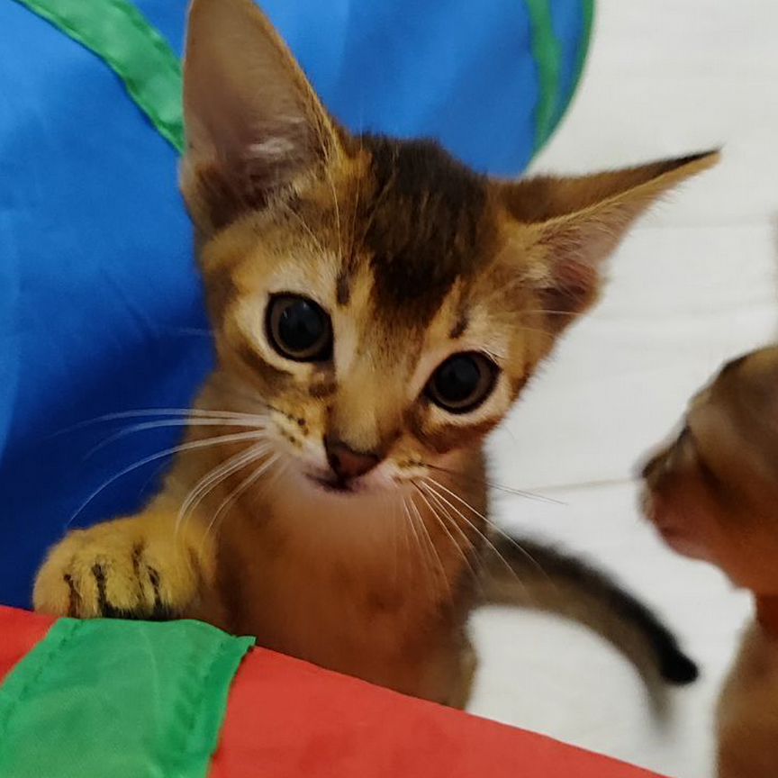 Абиссинские котята