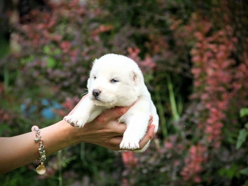 Туркменский алабай