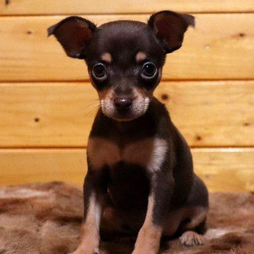 Русский той-терьер, щенок