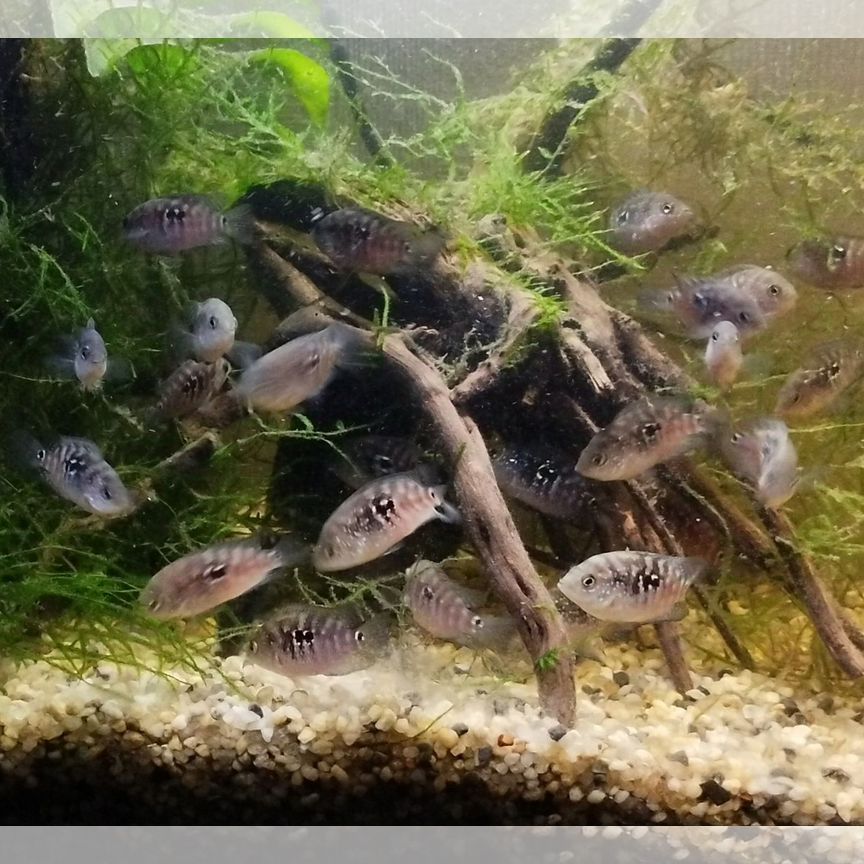 Цихлазома восьмиполосая