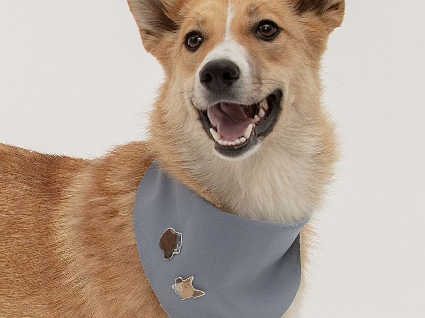 Собака Лапушка ищет дом