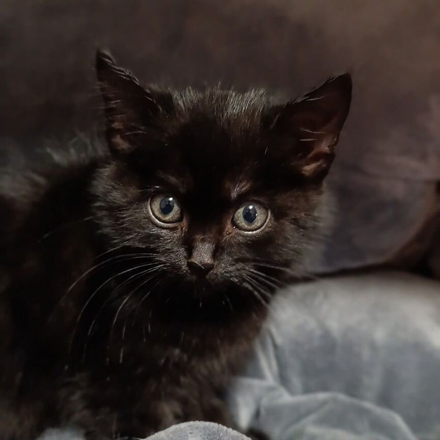 Мини принцесса в добрые руки