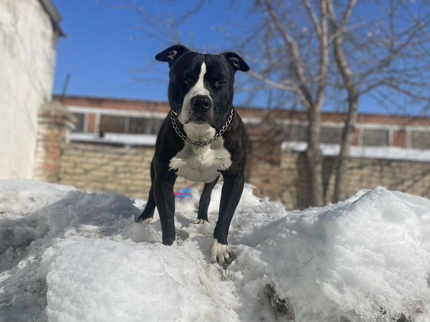 Вязка собак стаффорд