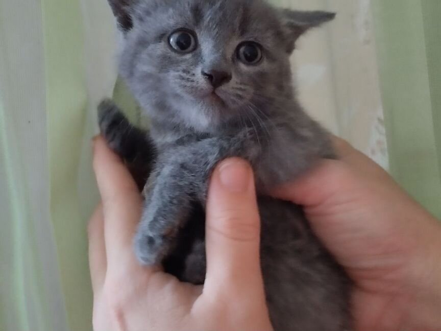 Котята