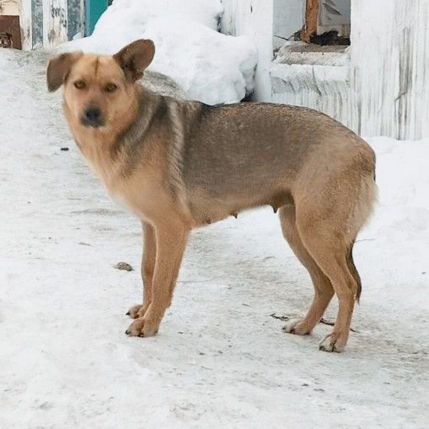 Собака в добрые руки