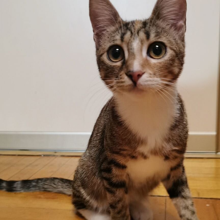 Котенок 6,5 месяцев, девочка