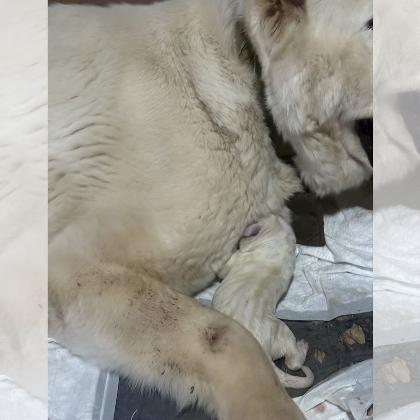 Среднеазиатская овчарка, щенок