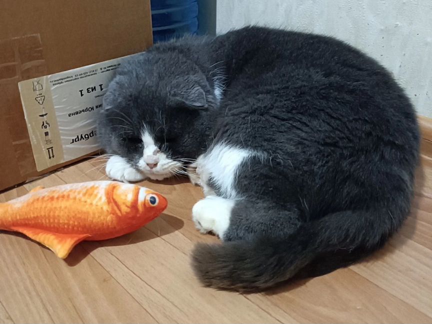 Кот Хома ищет дом