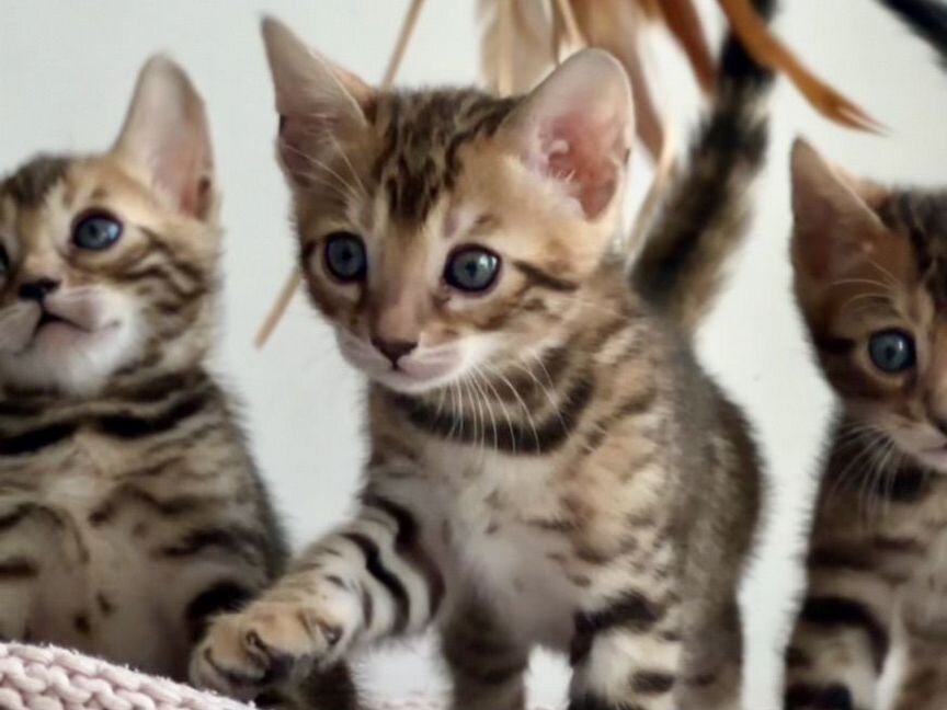 Бенгальские котята