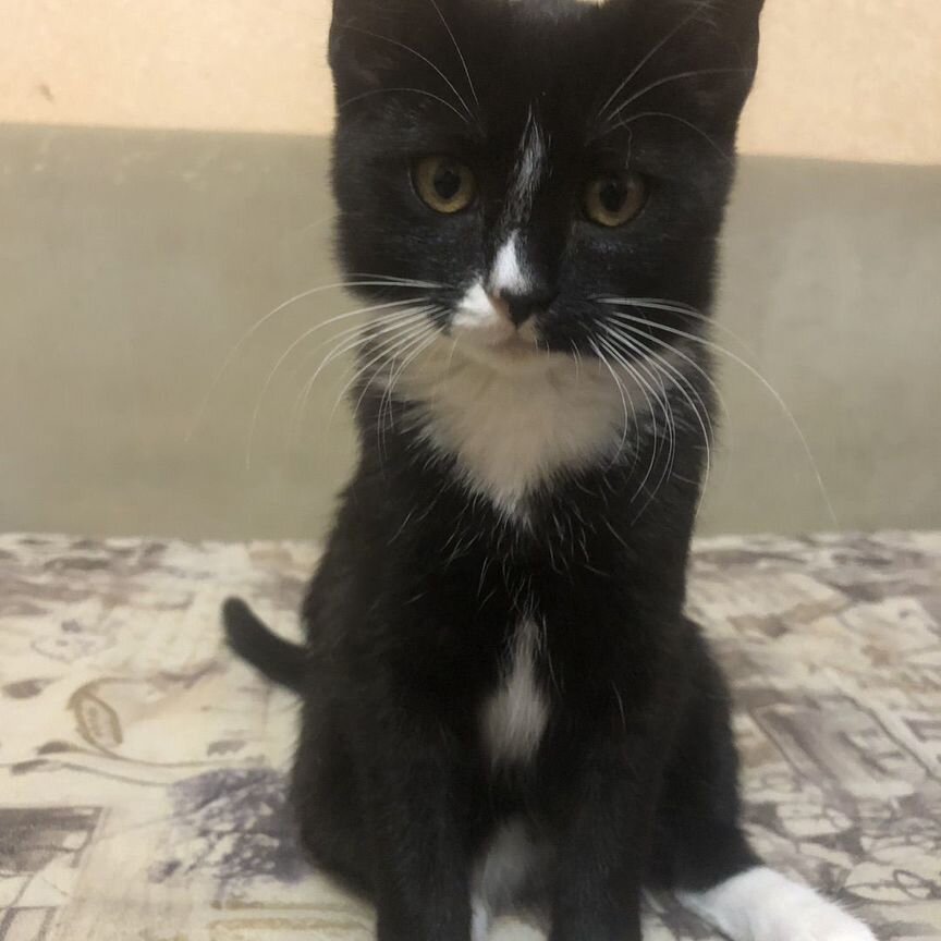 Котенок