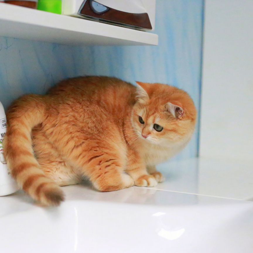 Британские золотые шиншиллы