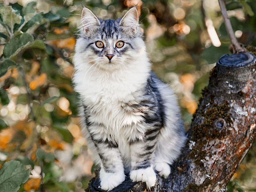 Делончик редкого серебрянного окраса