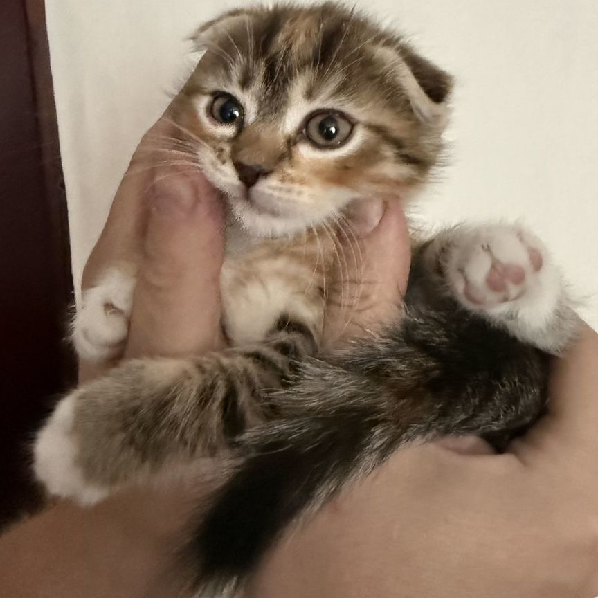 Котёнок от частного владельца