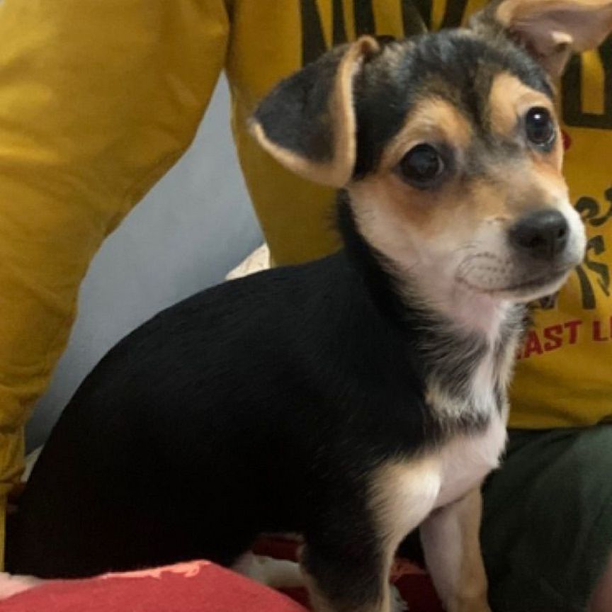 Чихуахуа, щенок