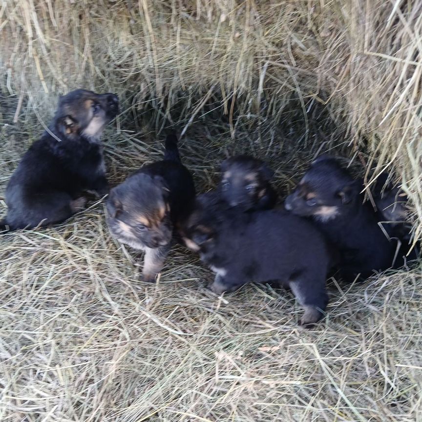 Немецкая овчарка, щенок