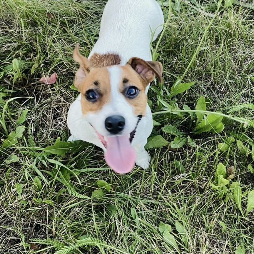 Джек рассел