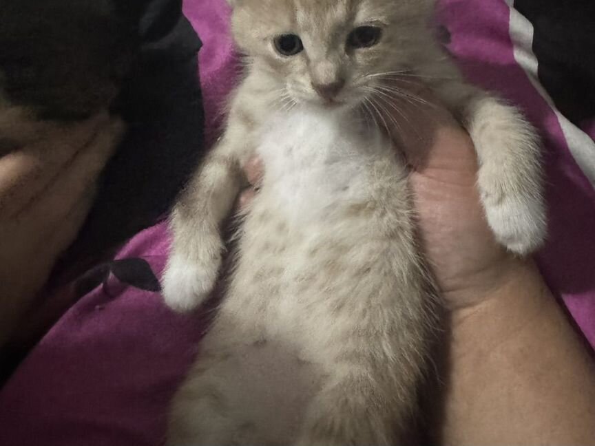 Котята в добрые руки 1 месяц
