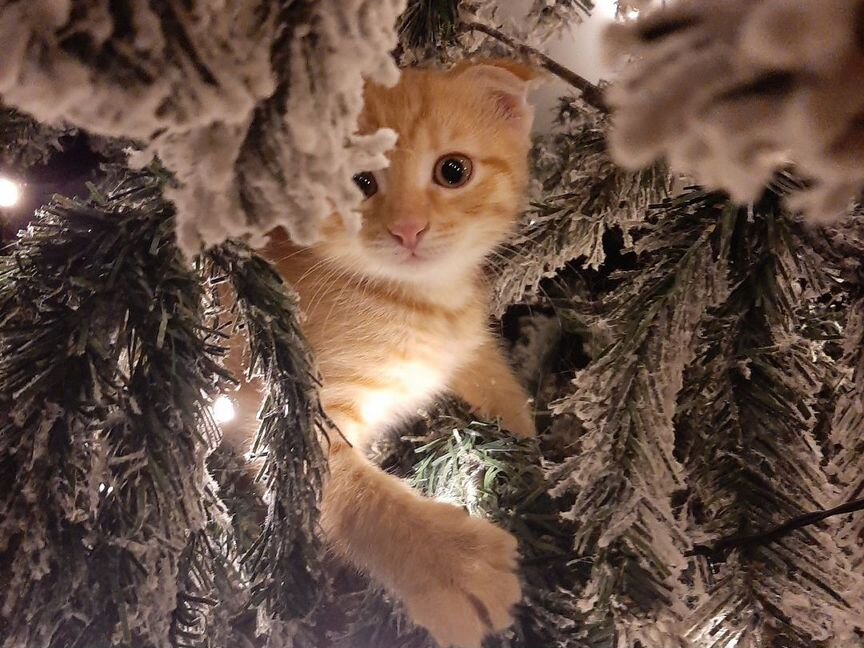 Рыжий котенок ищет дом