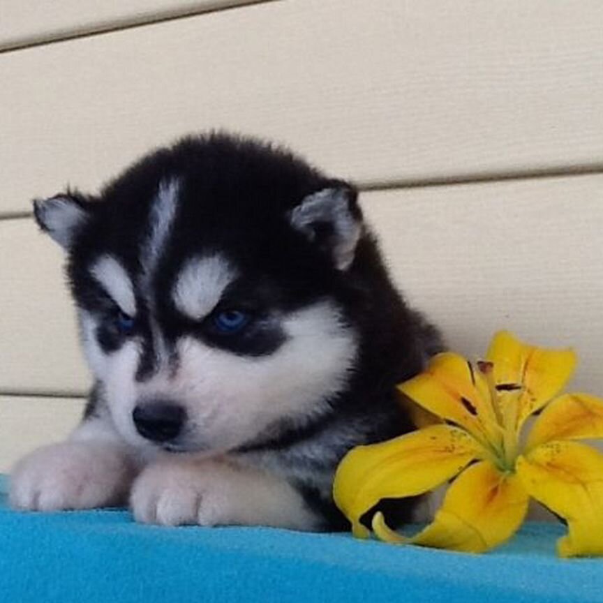 Красивенные хаски мальчики и девочки разных окрасо