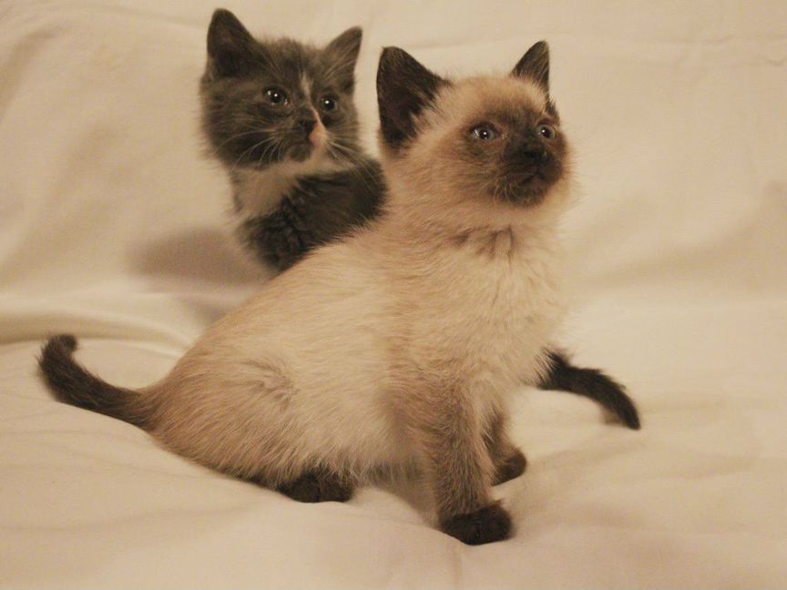 Малыш сиамик ищет дом