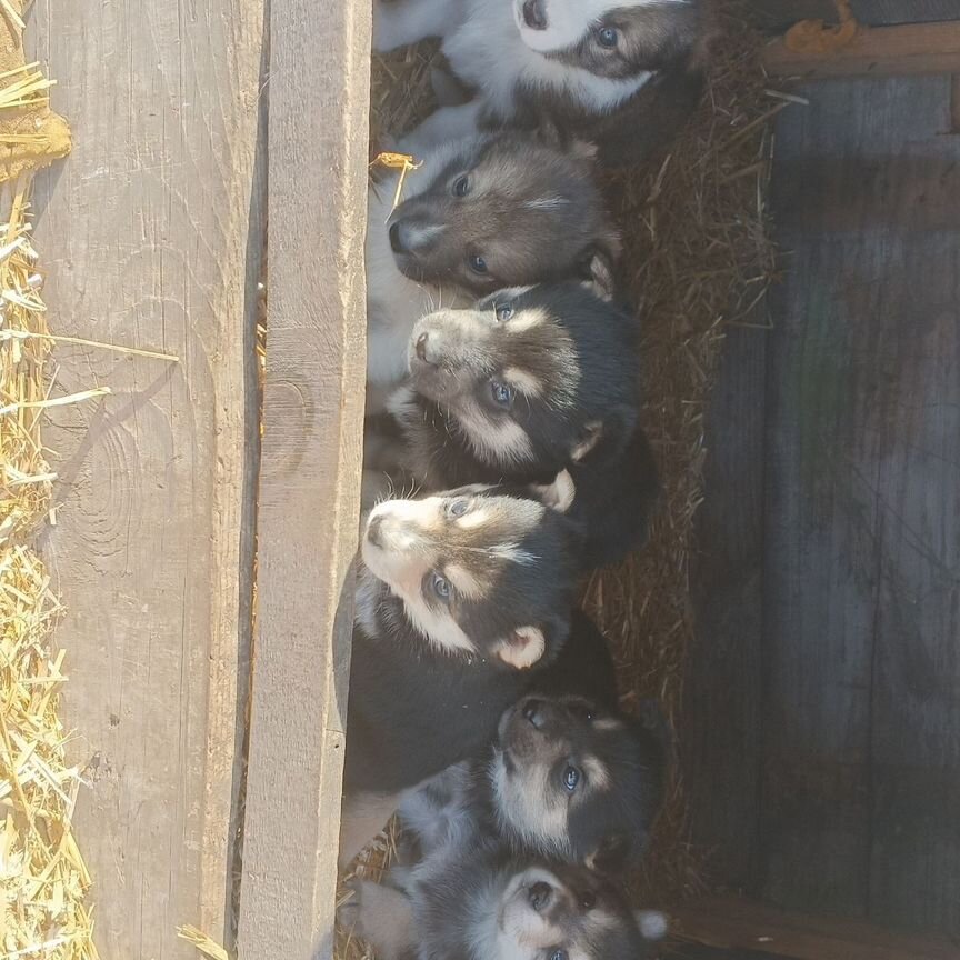 Щенки лайки
