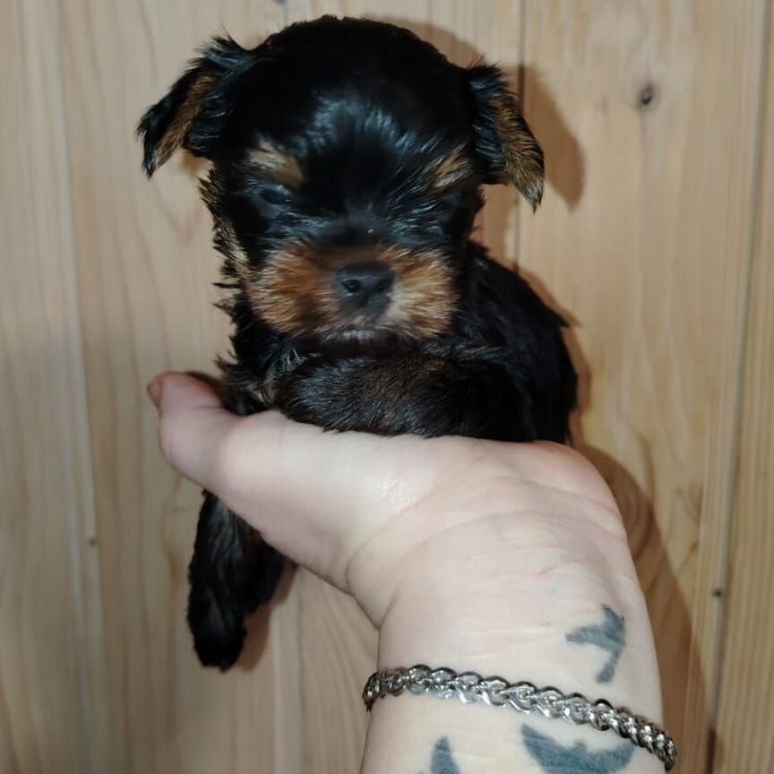 Щенок в добрые руки