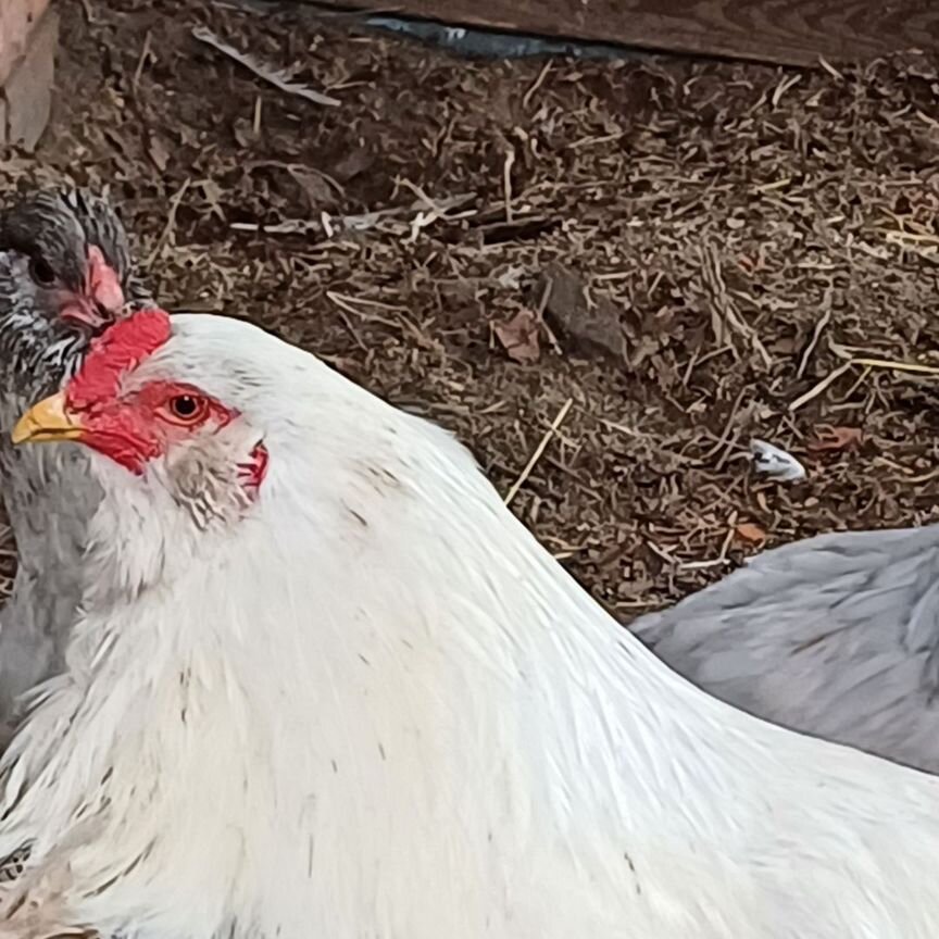 Петух амераукана