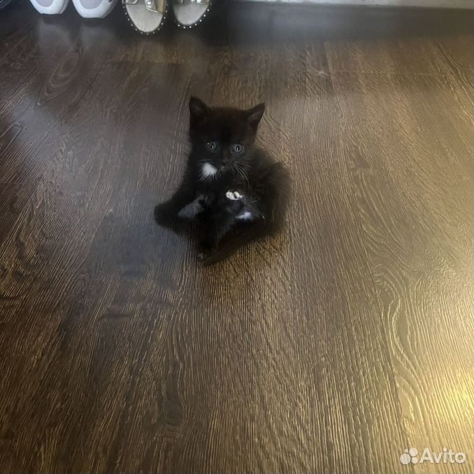 Котенок,девочка 1 мес.В дар
