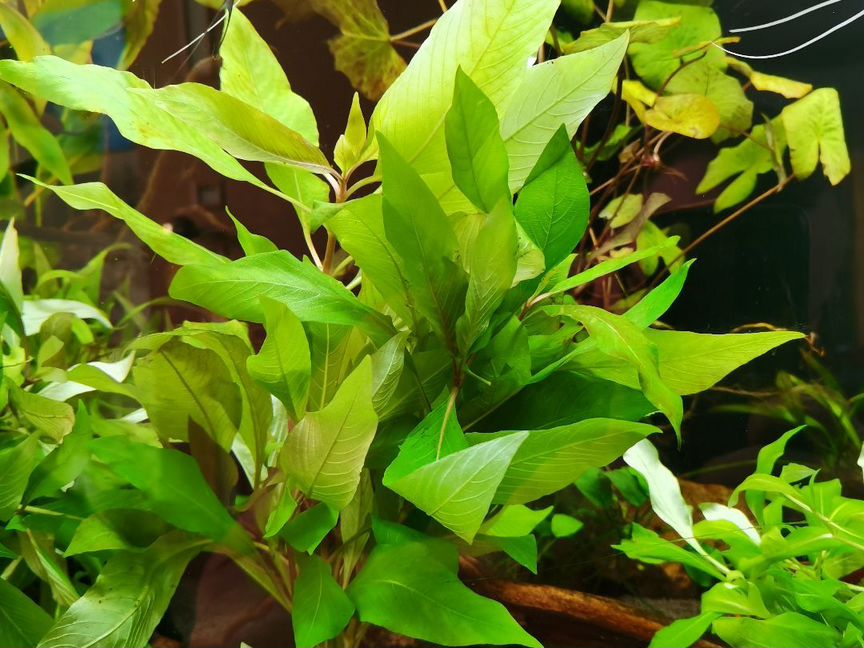 Номафила прямая - лимонник