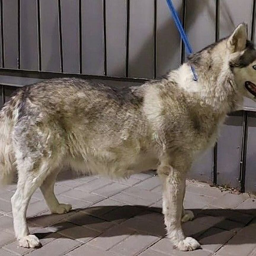 Найдена хаски