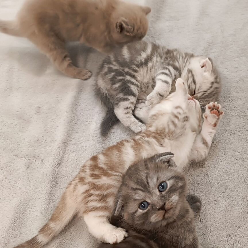 Шотландский вислоухий короткошёрстный котёнок