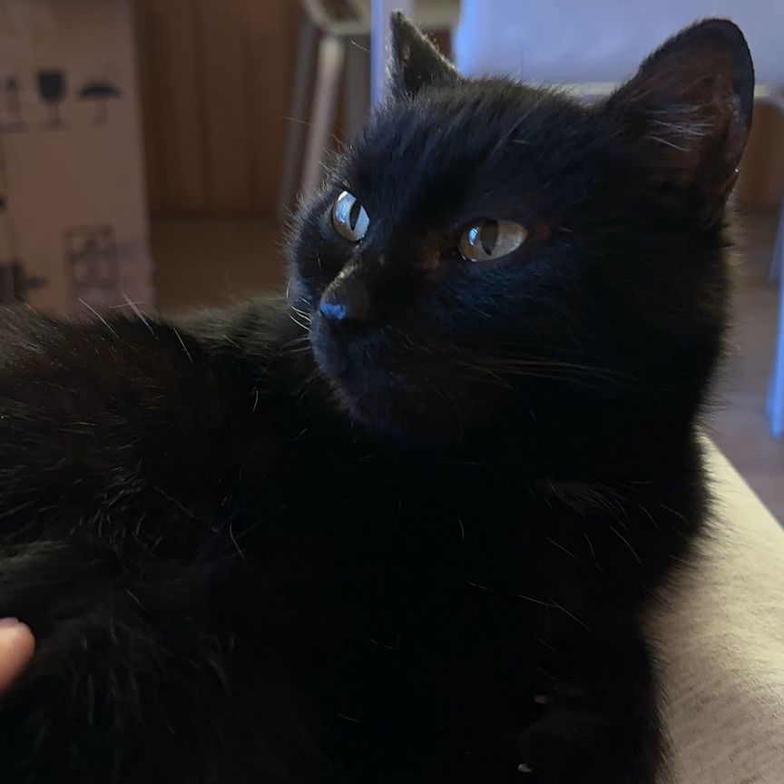 Взрослая, кошка в добрые руки