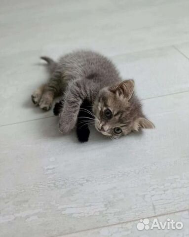 Плюшевый котенок 1,5 месяца