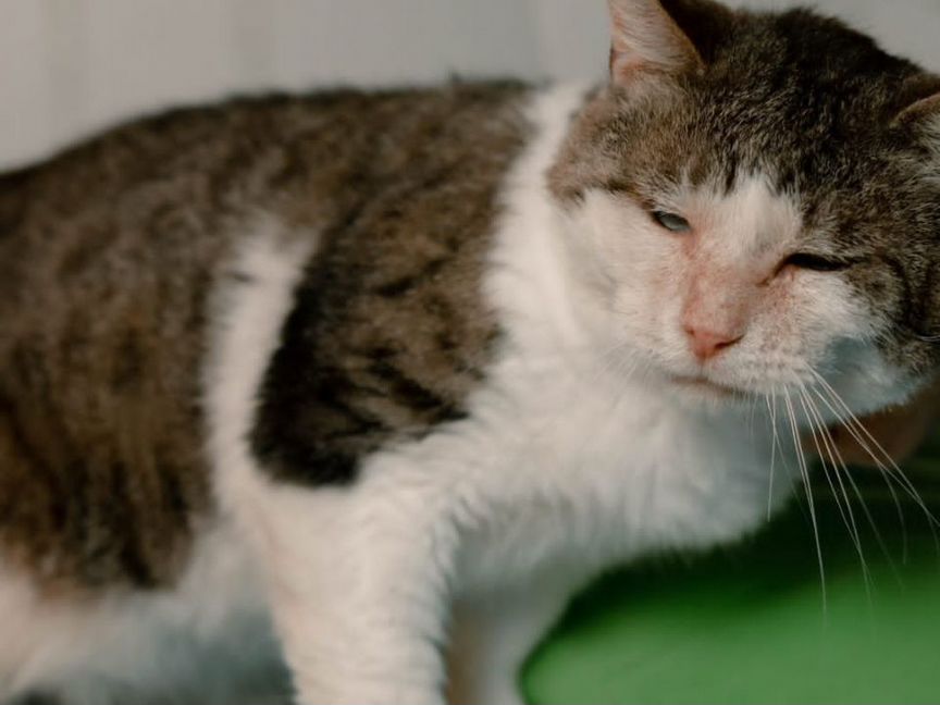 Котик Шрек