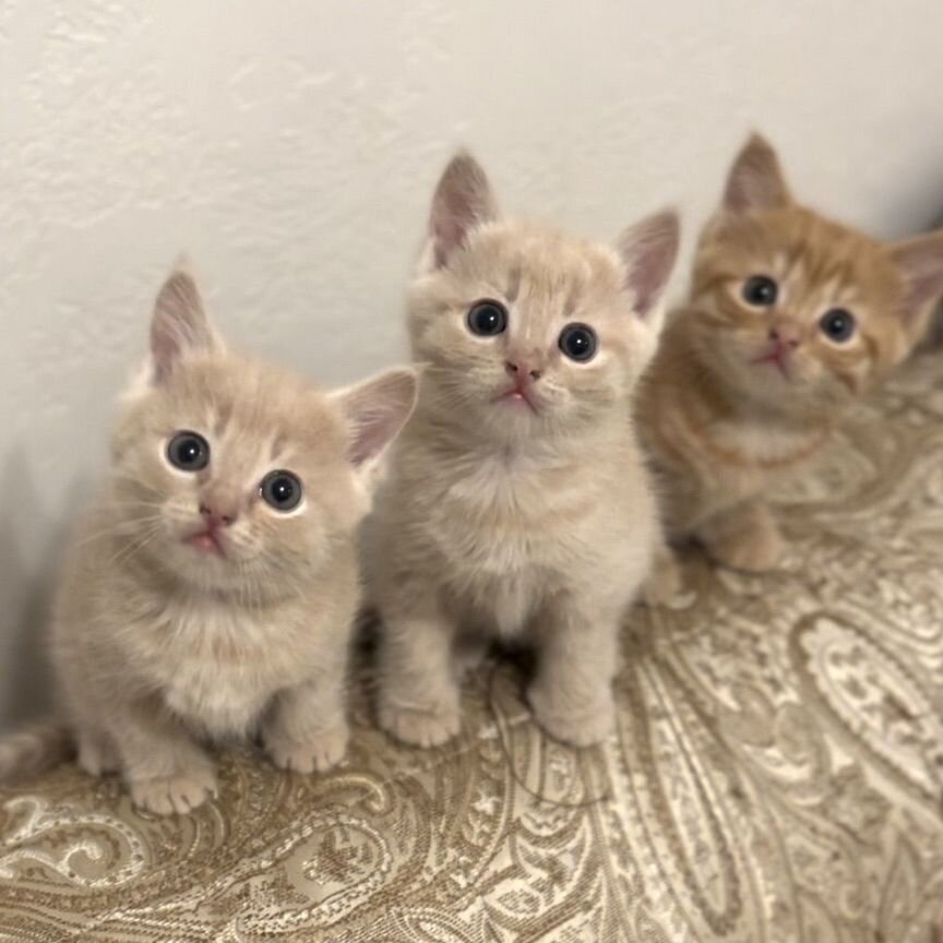 Котята от шотландского котика
