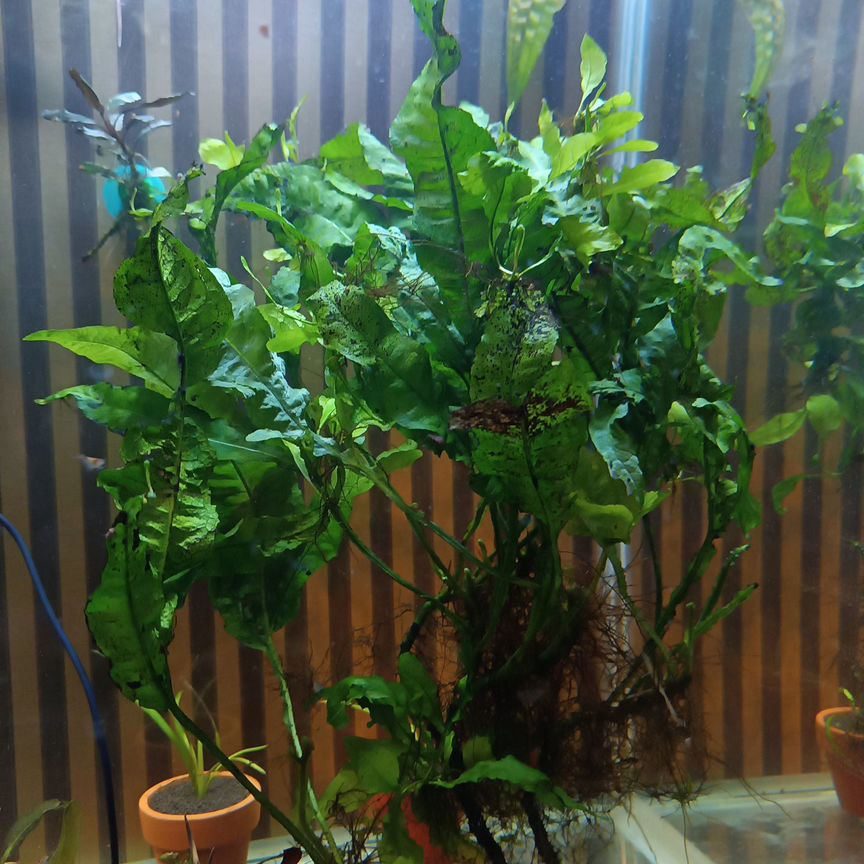 Боция клоун