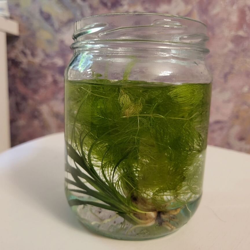 Аквариумные растения