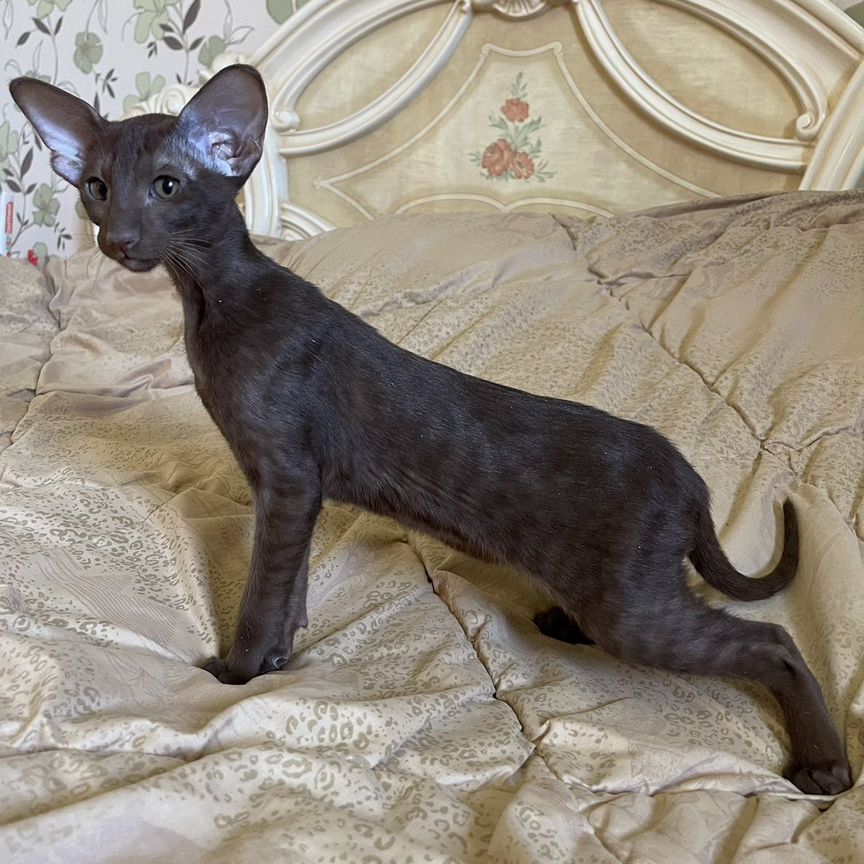 Ориентальные котята