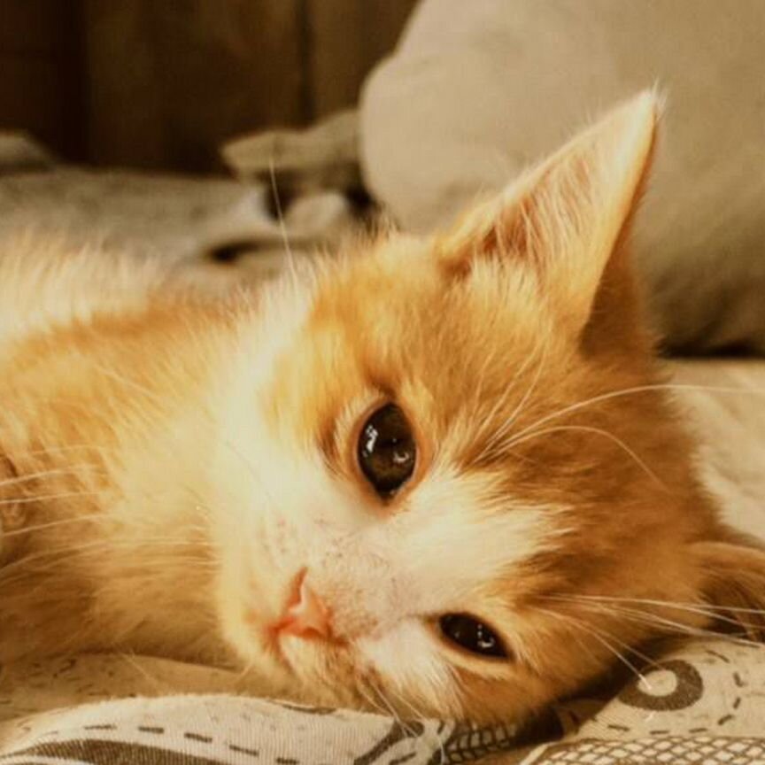 Котёнок в добрые руки