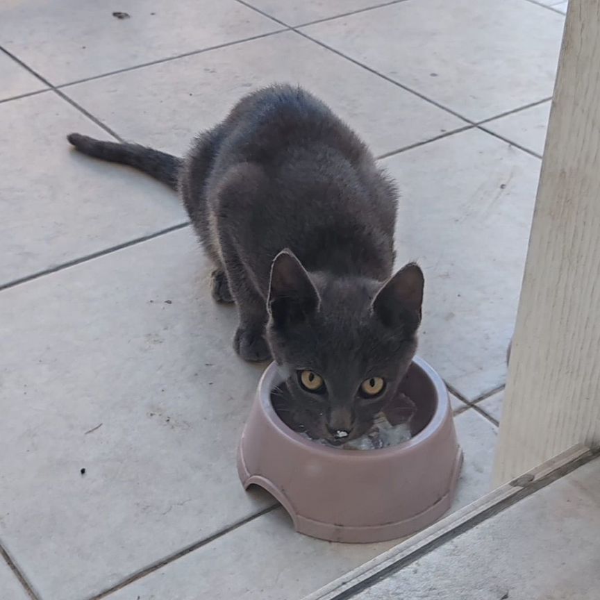 Котята в добрые руки даром