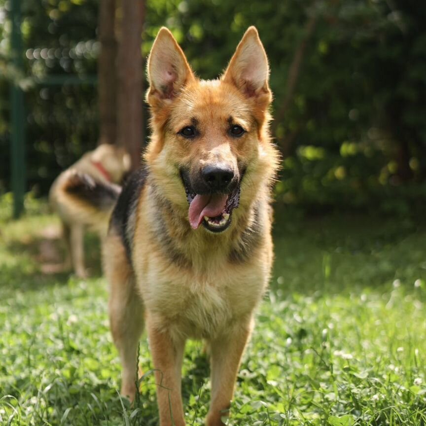 Овчарка в добрые руки