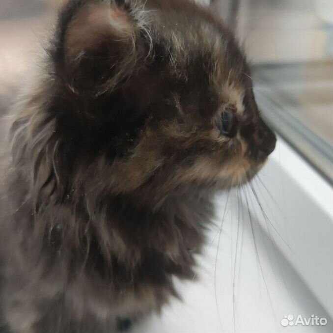 Котята 2,5 мес