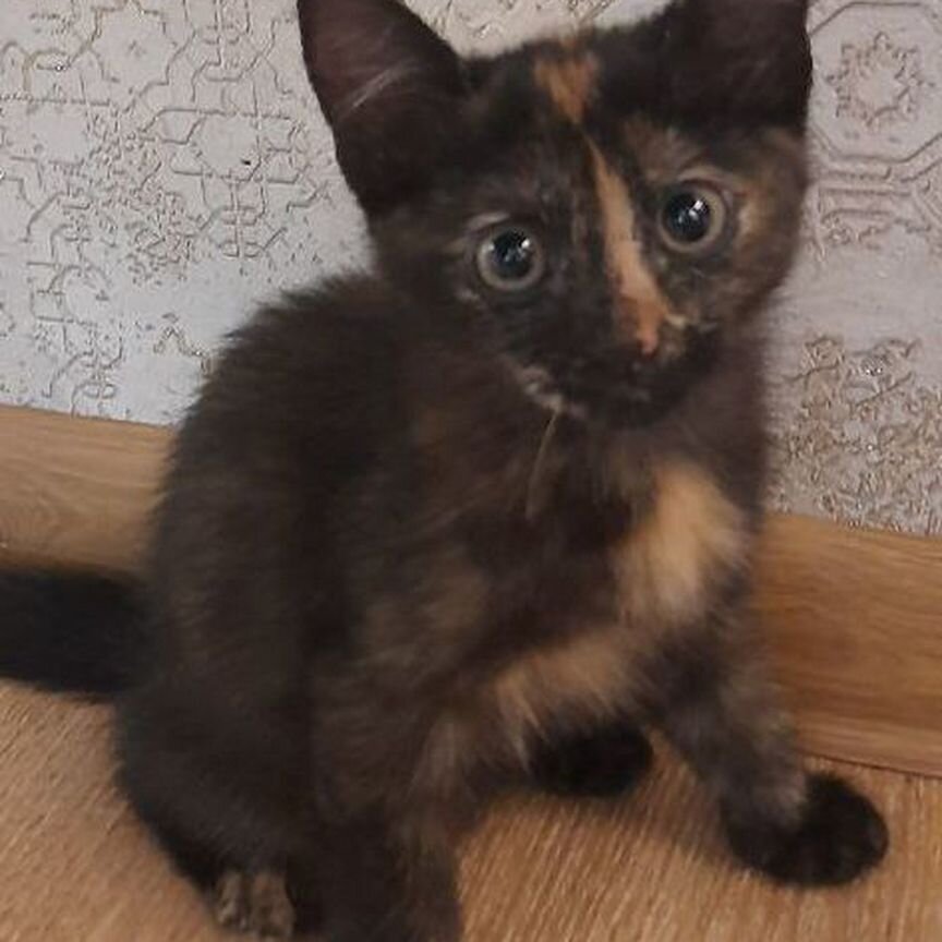 Котенок в хорошие руки