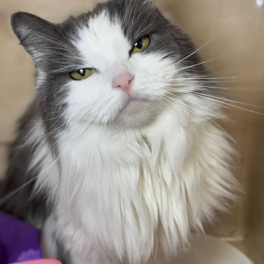 Кошка Сказка ищет дом