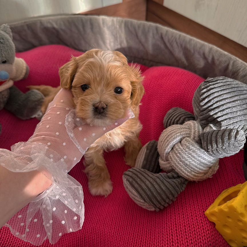 Мальтипу ф1 мини