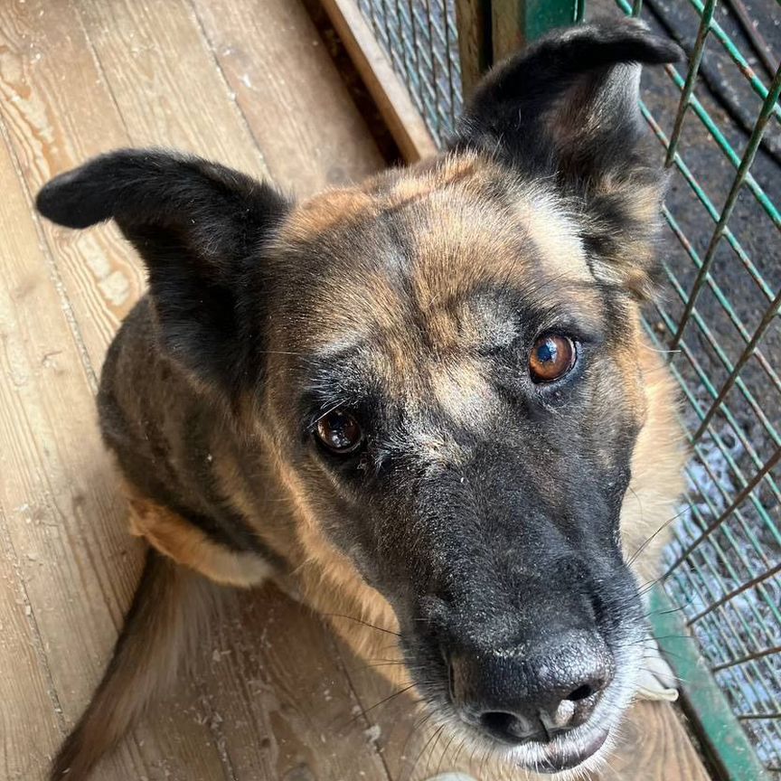 Джим даст на счастье лапу, погладится придет