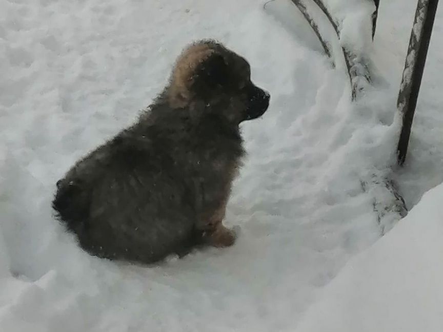 Щенки