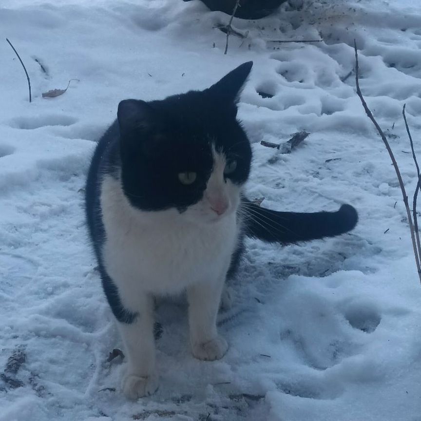 Котик