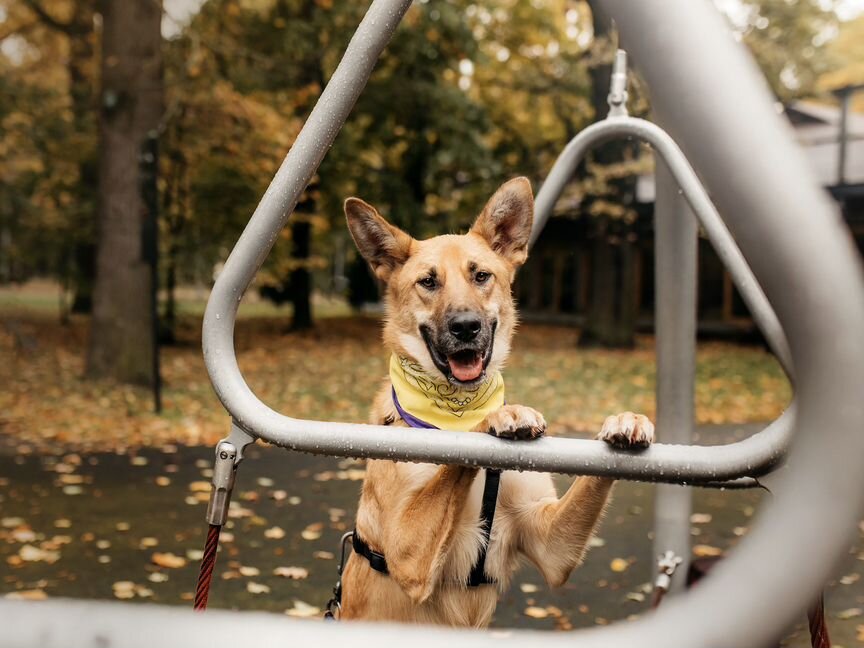 Собака в добрые руки
